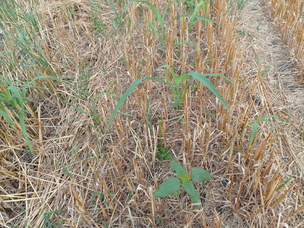 Galenika Fitofarmacija | Ratarstvo Single