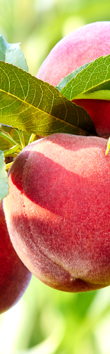 Galenika Fitofarmacija | Zaštita breskve